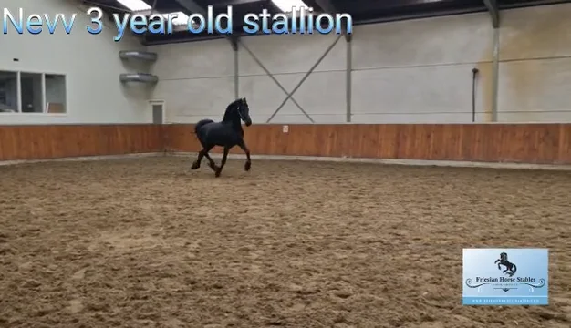 Running free video of Nevv - Friesian stallion sired by Teun 505 Sport ...