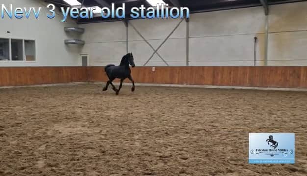 Running free video of Nevv - Friesian stallion sired by Teun 505 Sport ...