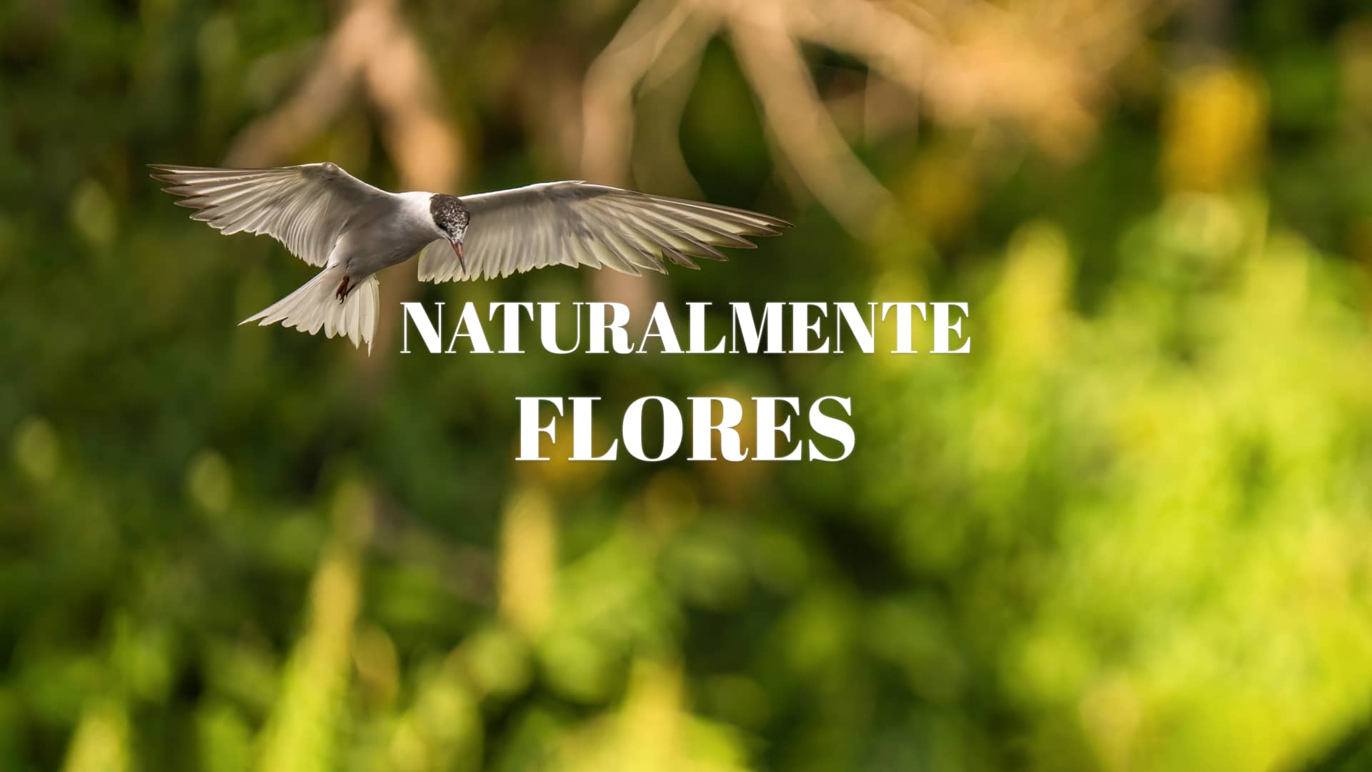 Naturalmente Flores on Vimeo