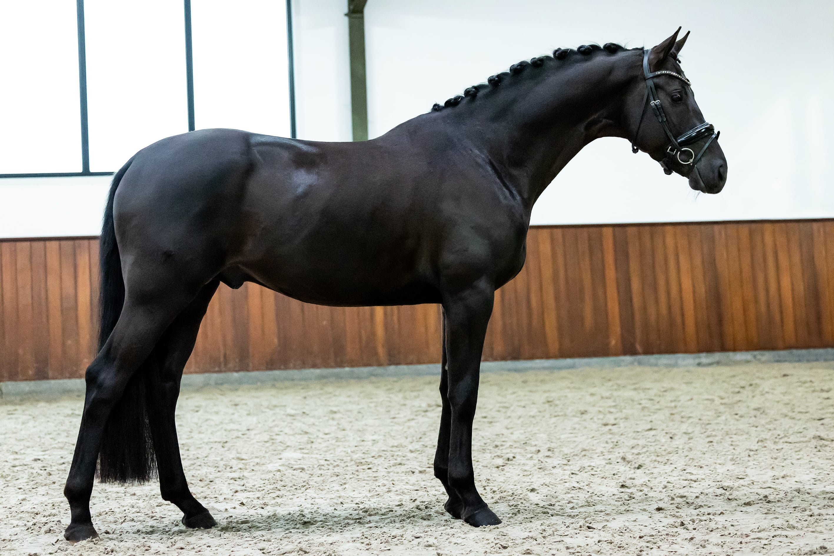 Morricone x Donnerball - Stallion, 168cm, 2019 on Vimeo