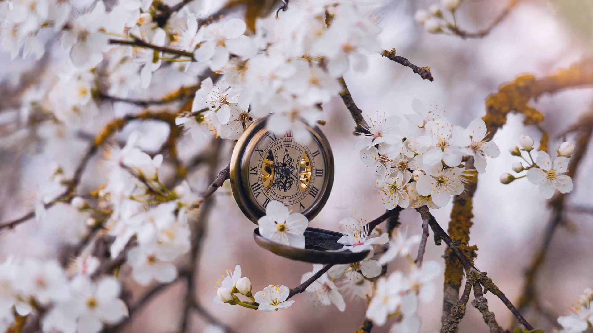 flower watch on Vimeo