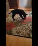 Declan - German Shepherd puppy for sale on Vimeo