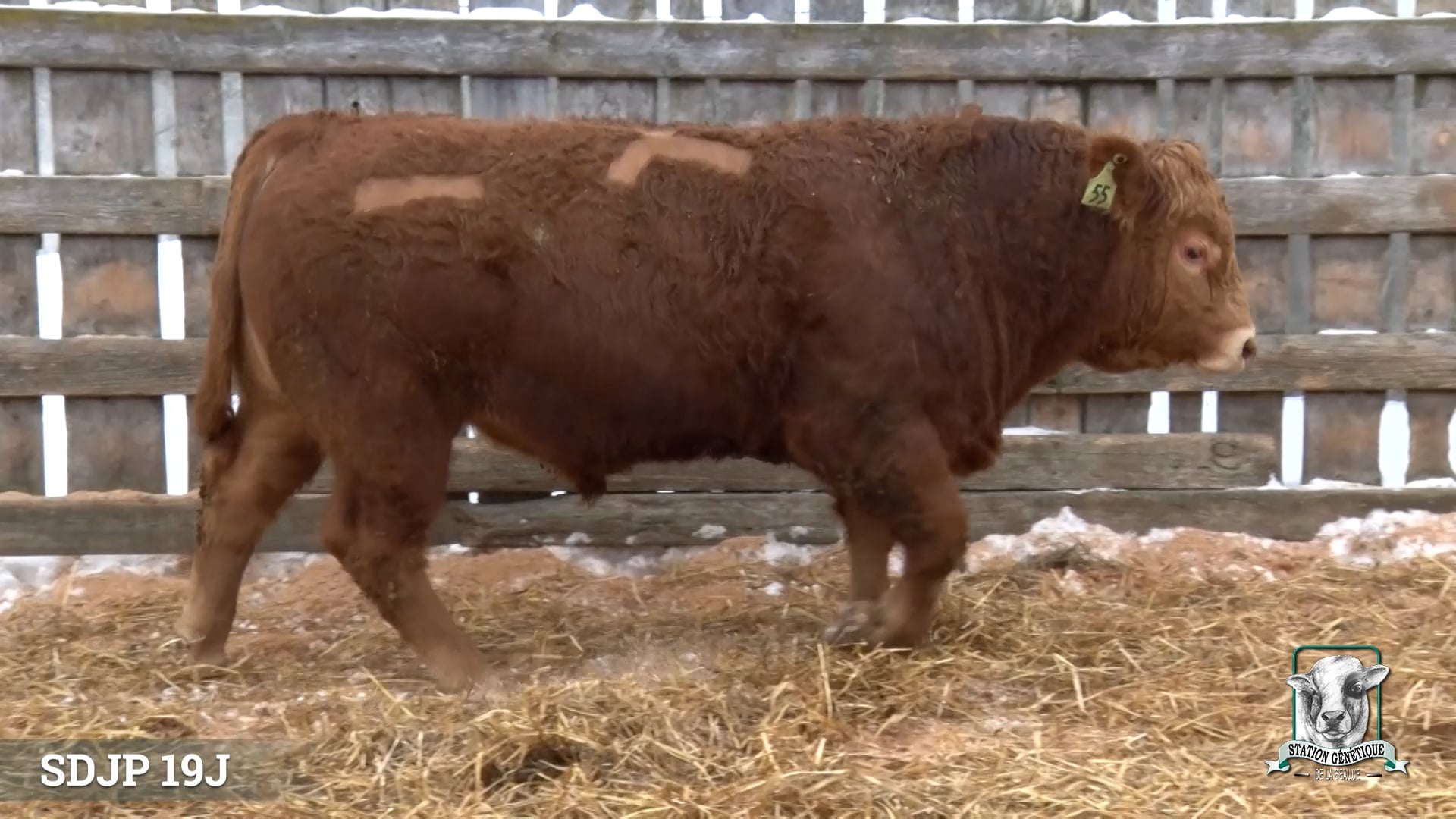 Tag 55 - Limousin - QC Bull Test 2023 on Vimeo