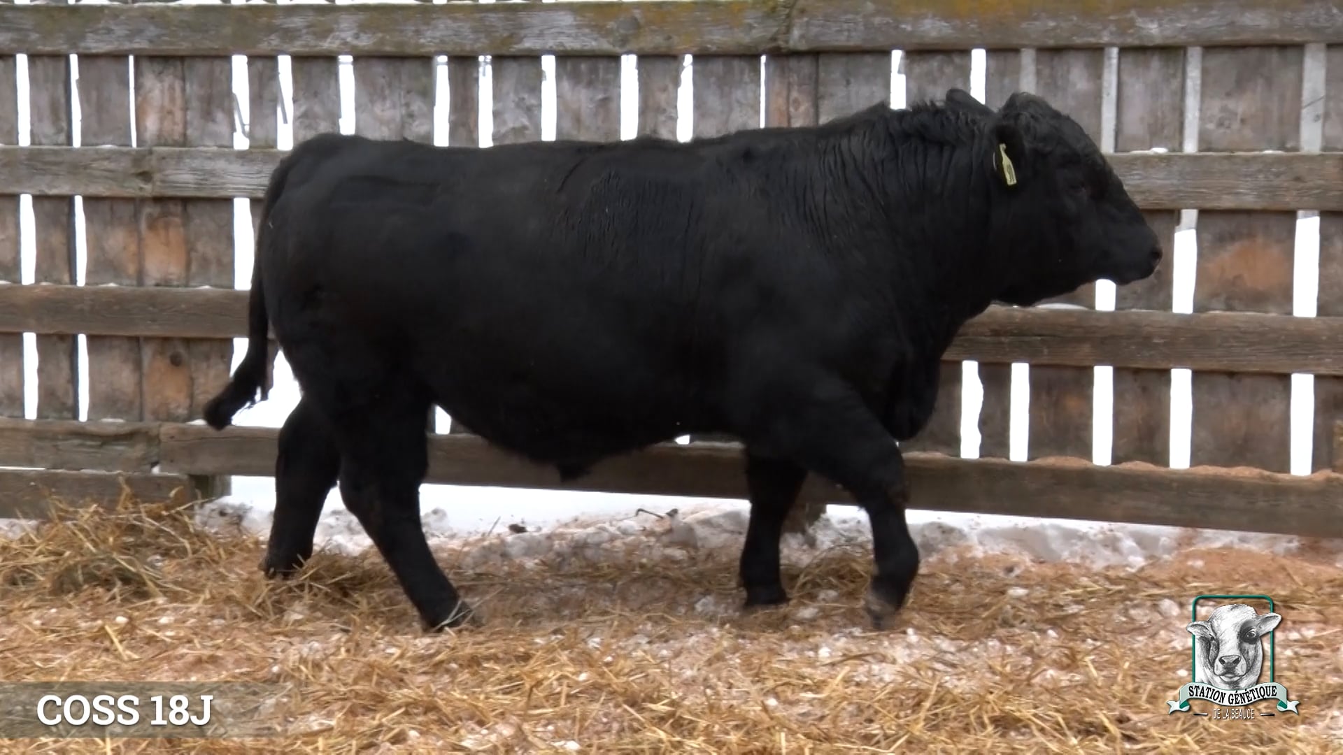 Tag 90 - Simmental - QC Bull Test 2023 on Vimeo