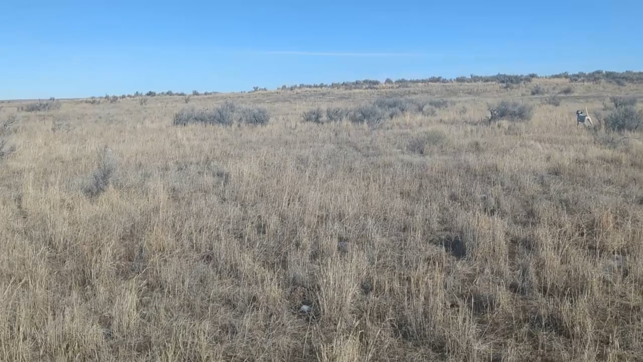 Ruby Pair.mp4 on Vimeo