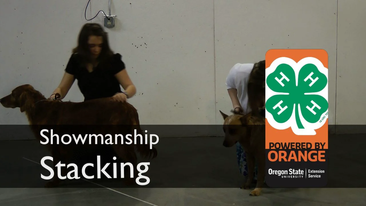 Stacking - 4-H Dog Project - Showmanship on Vimeo