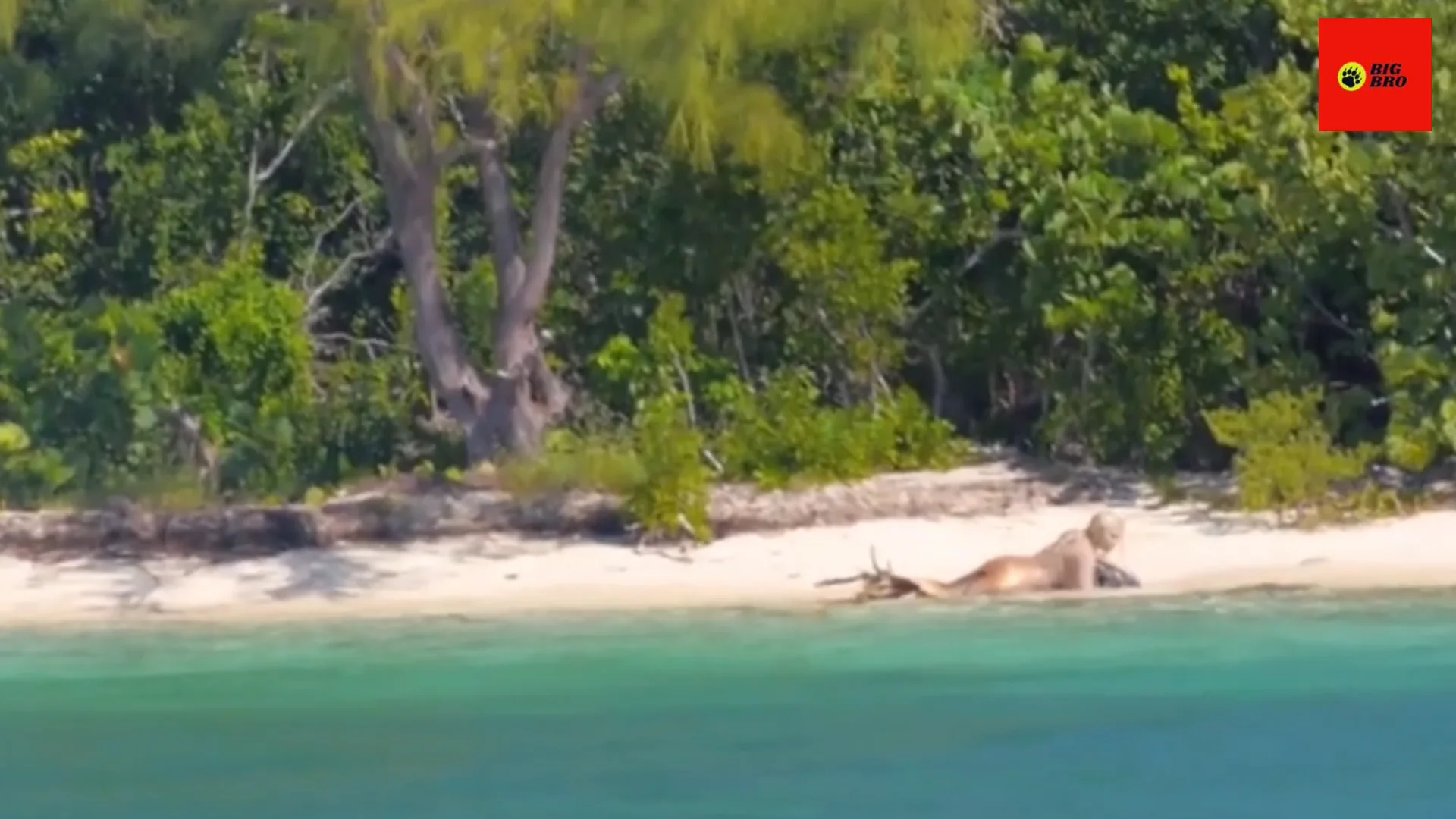 Mermaid Caught on Camera on Site in ocean | Real Mermaid Sightings You ...