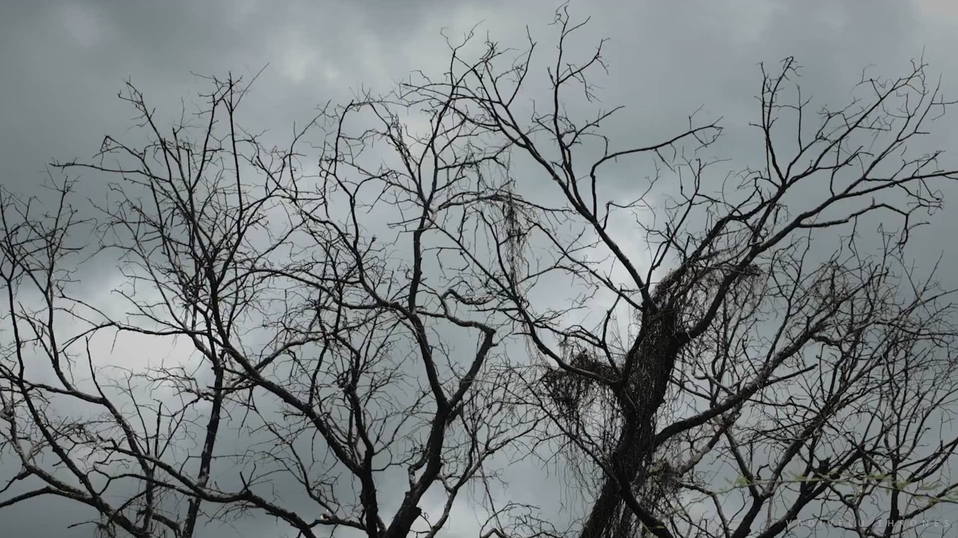 Tribute to Kadaisi Vivasayi on Vimeo