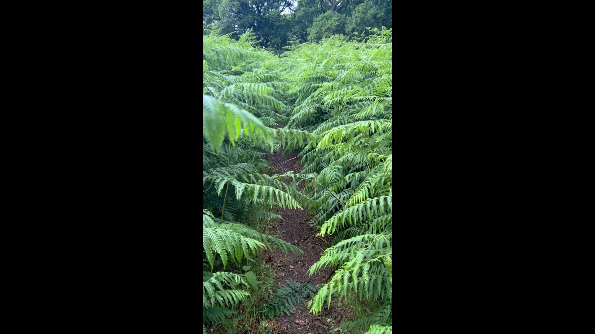 Anne Jeanette Cramer