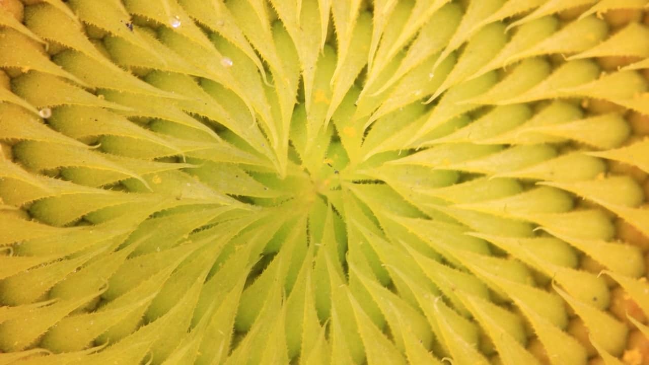 (LEYDY PECH) POLLINATE THE REVOLUTION on Vimeo