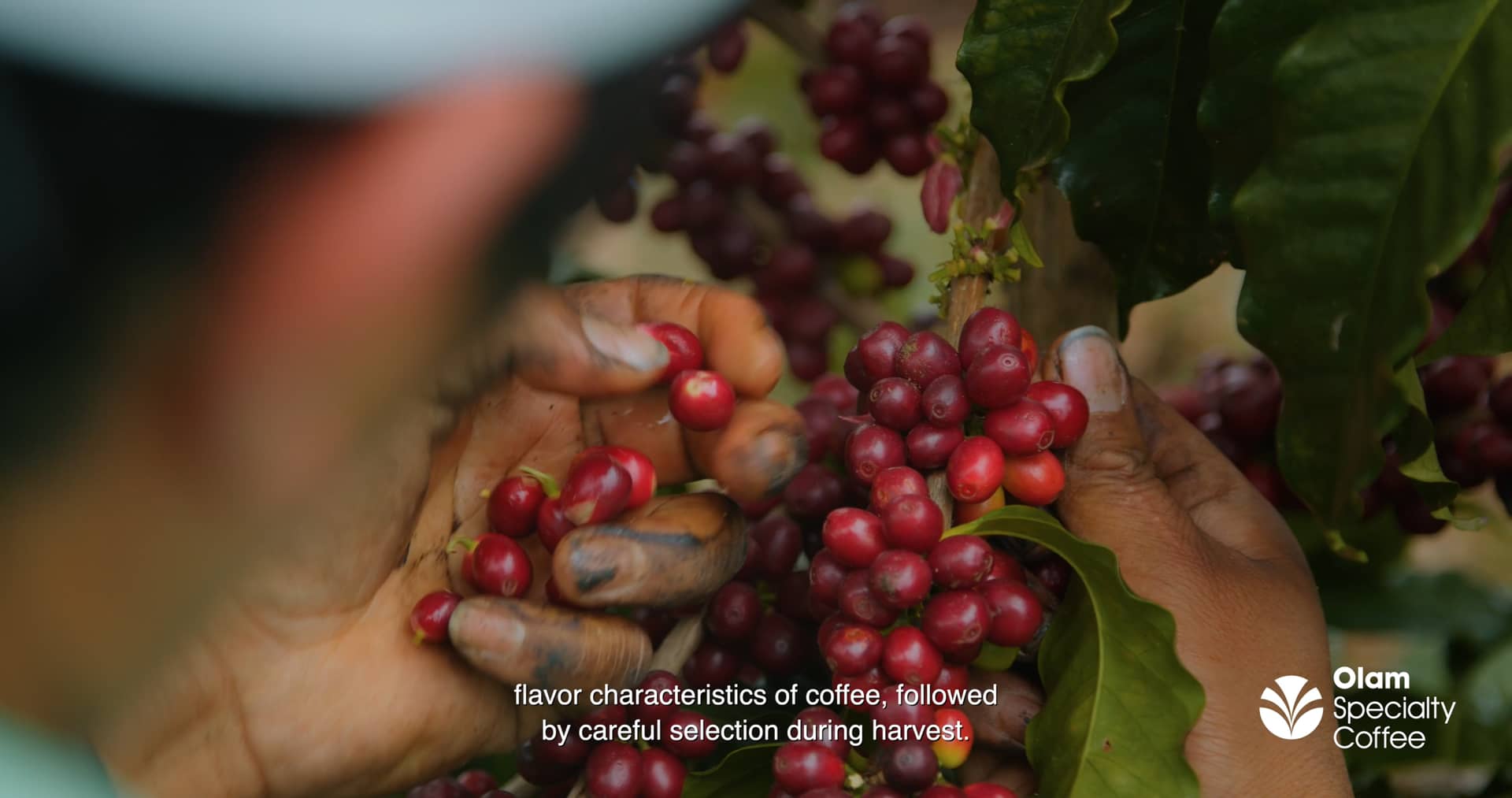 Olam Specialty Coffee on Vimeo