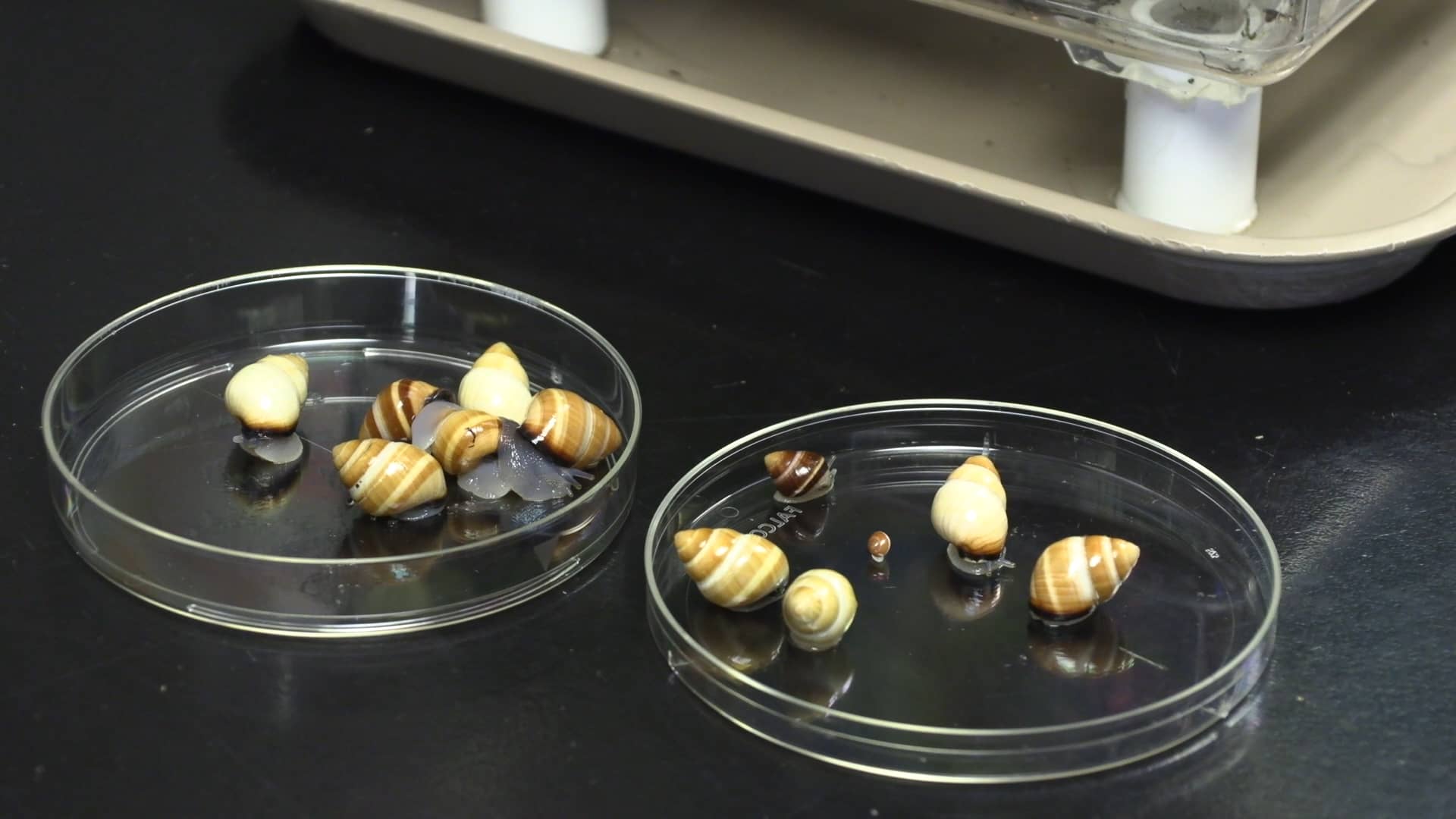Year of the Kahuli-State Snail Lab, Media Clips, 2-24-23 on Vimeo