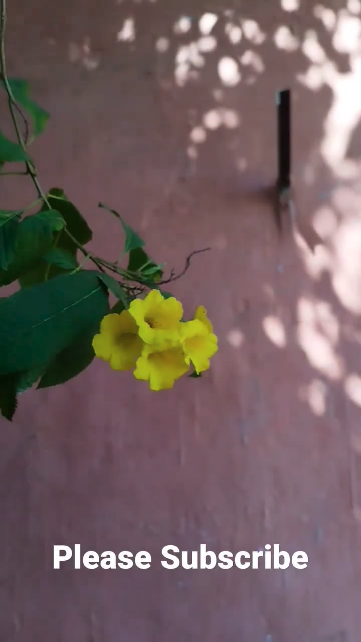 Flower #shorts on Vimeo