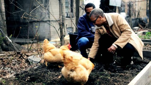 City Chicken Project on Vimeo