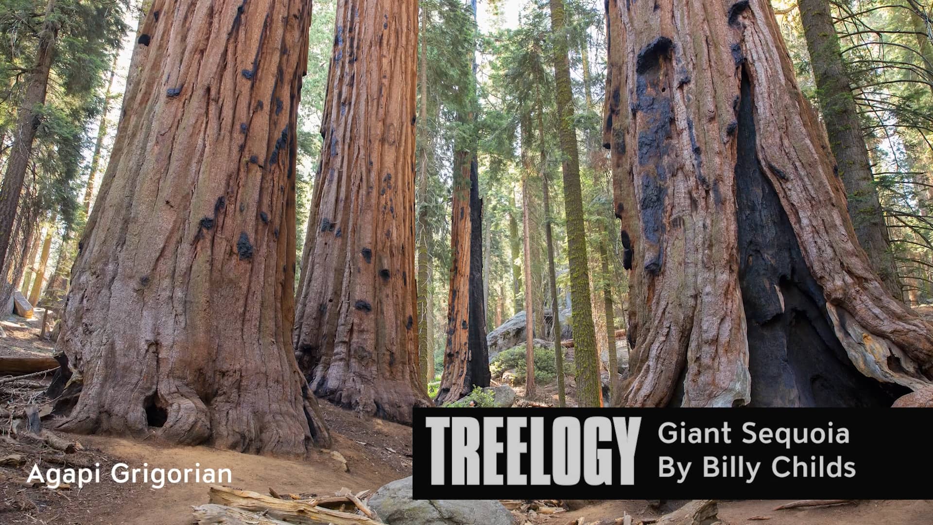 Treelogy Preview: Giant Sequoia - Billy Childs on Vimeo