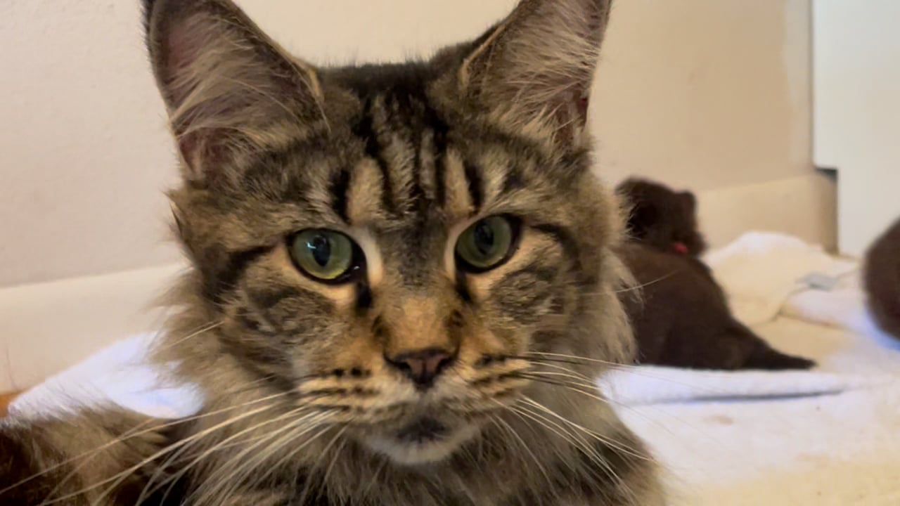 Kittens for Reservation