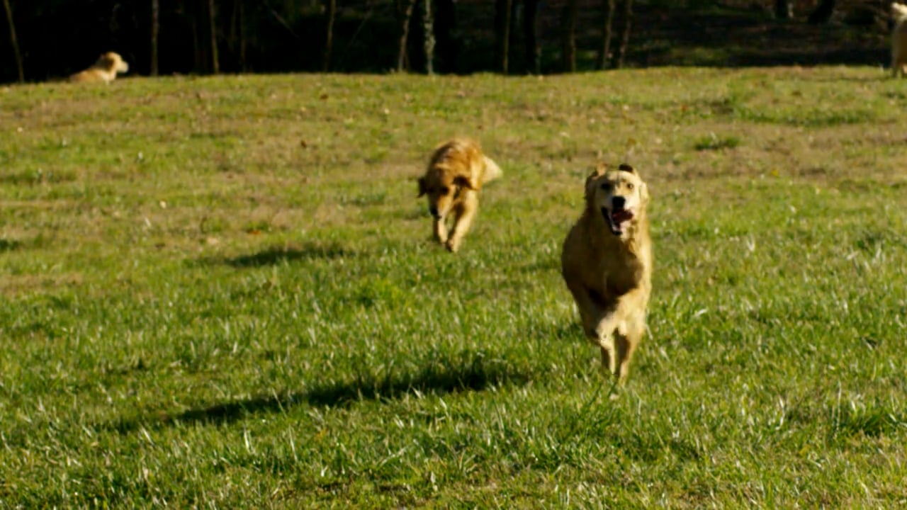 How Un-Scooped Dog Poop Can Lead to Fly Infestations at Home