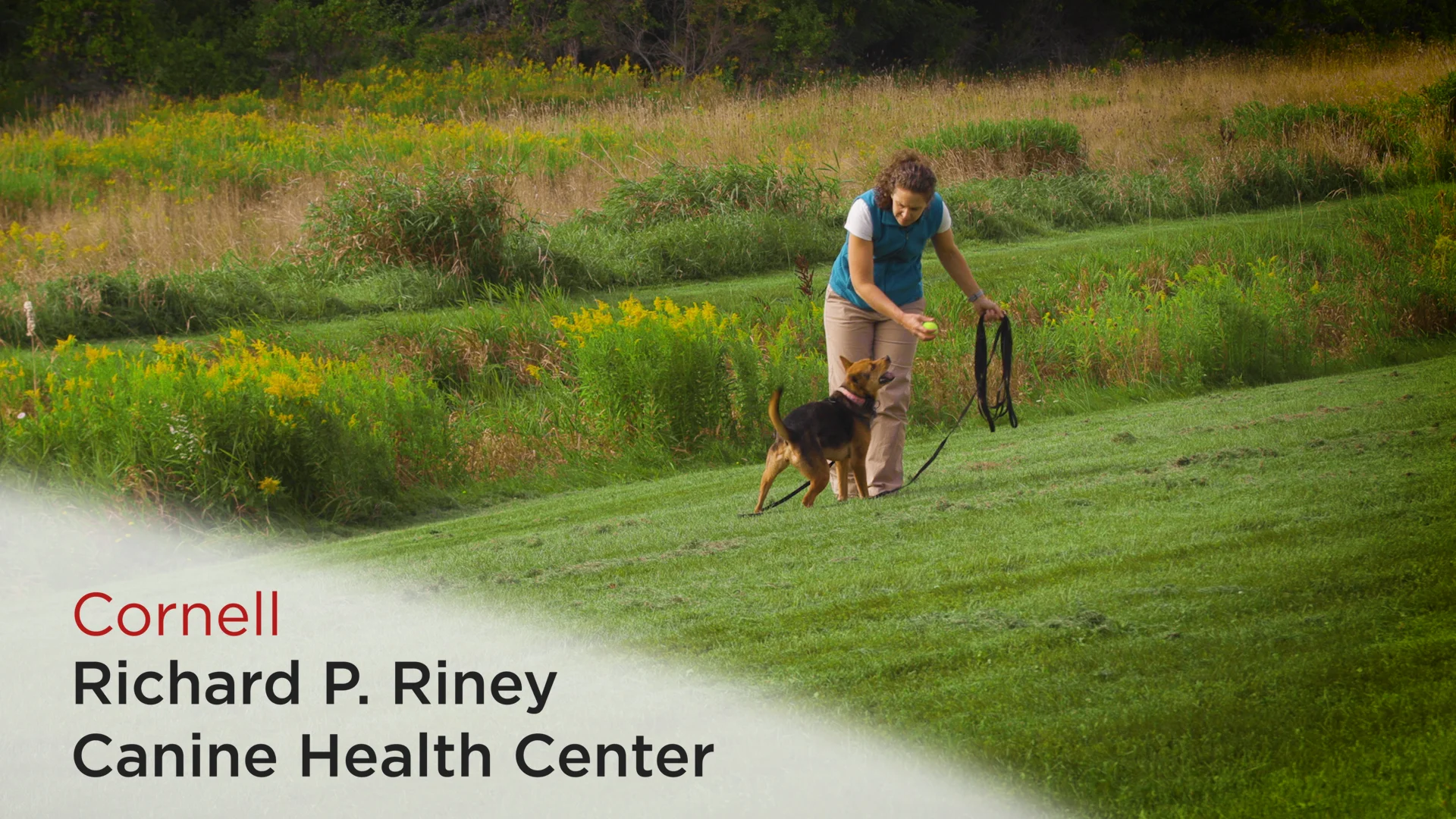 Cornell Veterinary Medicine - Cornell Canine Health Center: Warmup ...