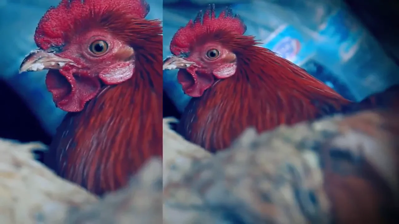 BEYOND - Pet Conspiracy MV on Vimeo