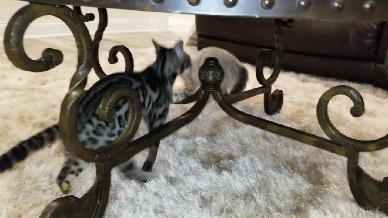 Available Bengal Kittens