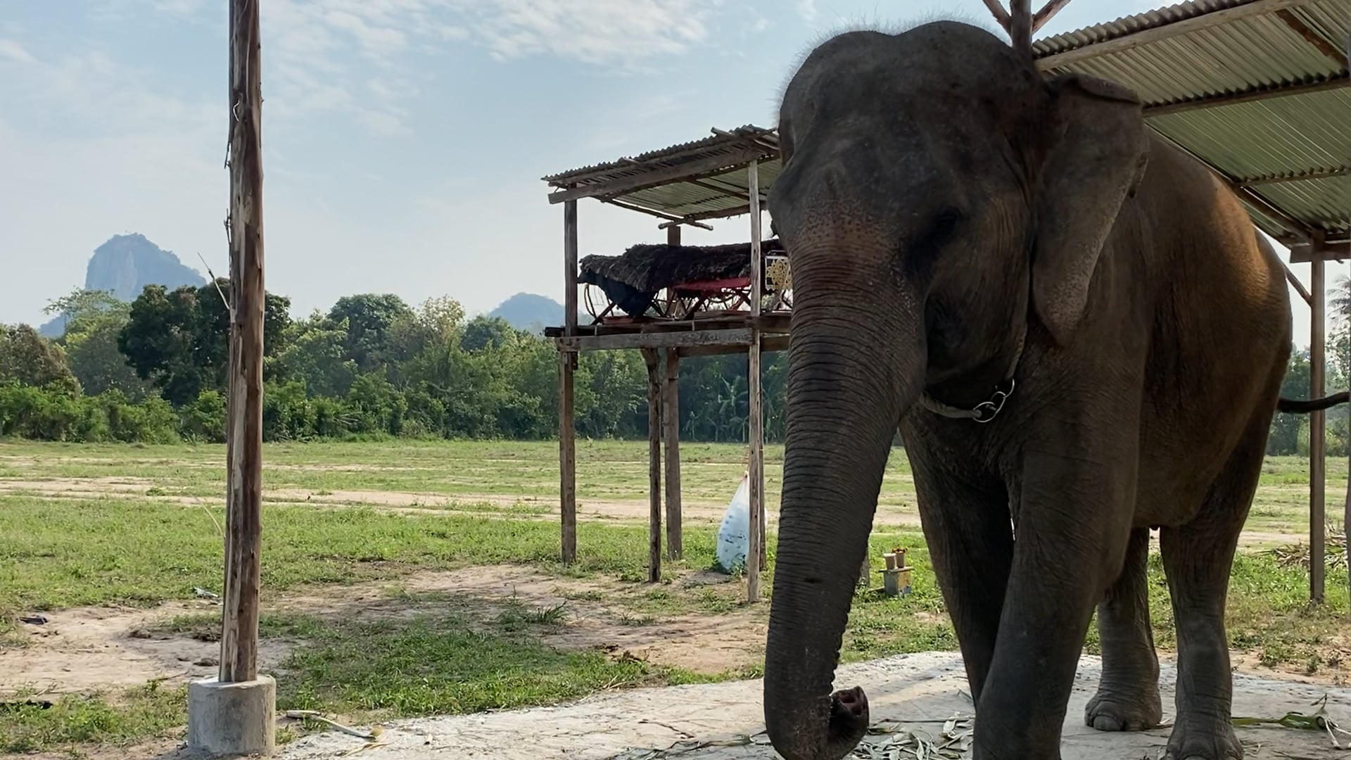 Elephants 18.02.23 on Vimeo