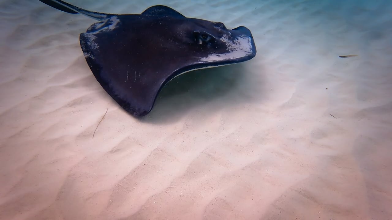 Stingray City Cayman Islands - Acquarius Sea Tours