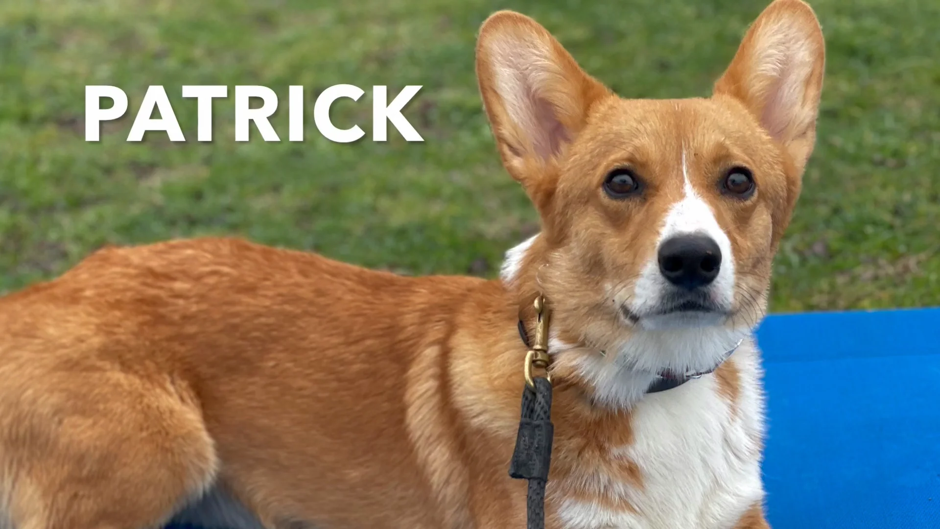 Corgi - Patrick - On and Off Leash