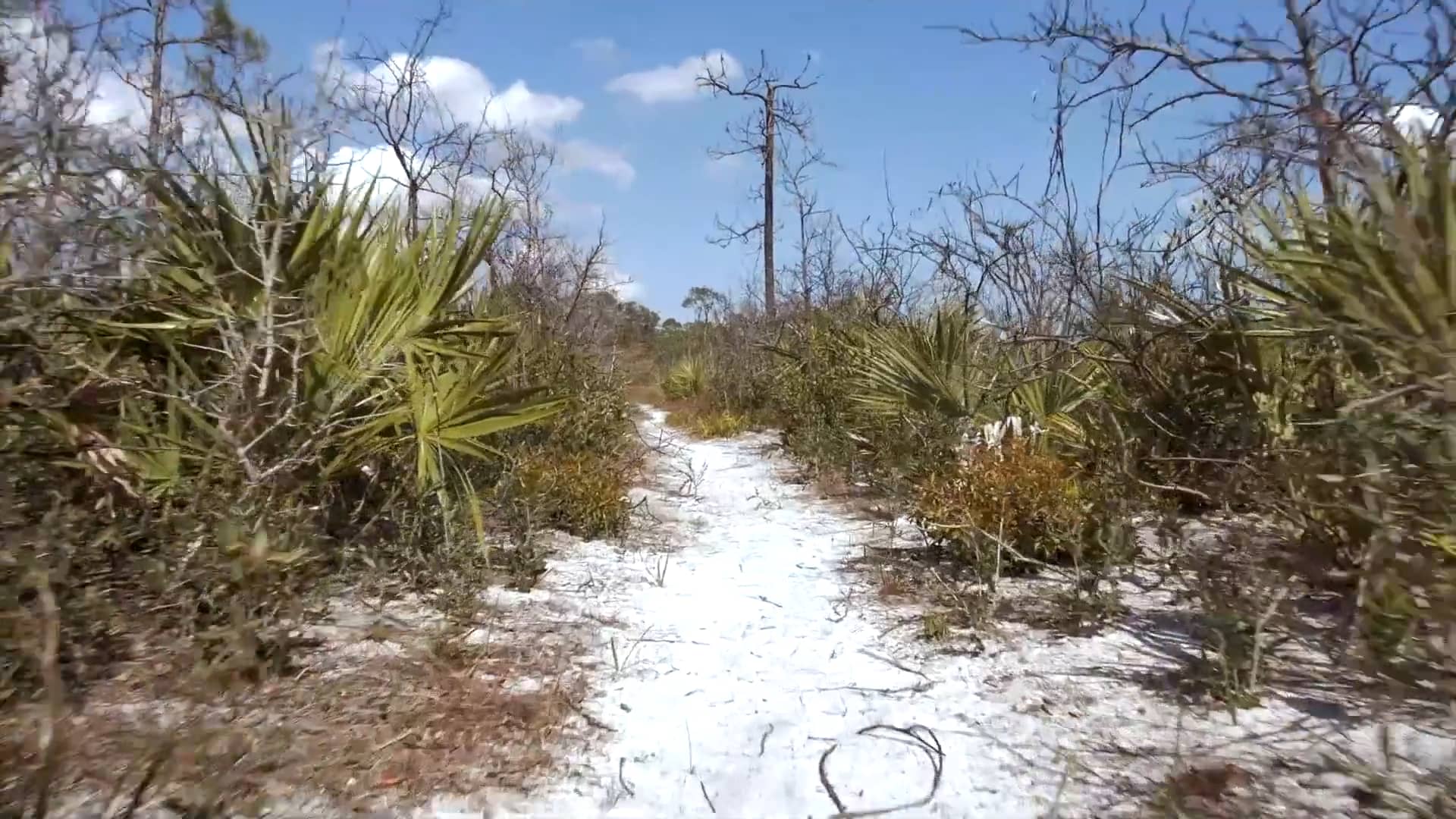 Exploring the Florida Scrub: Archbold's Nature Trail on Vimeo