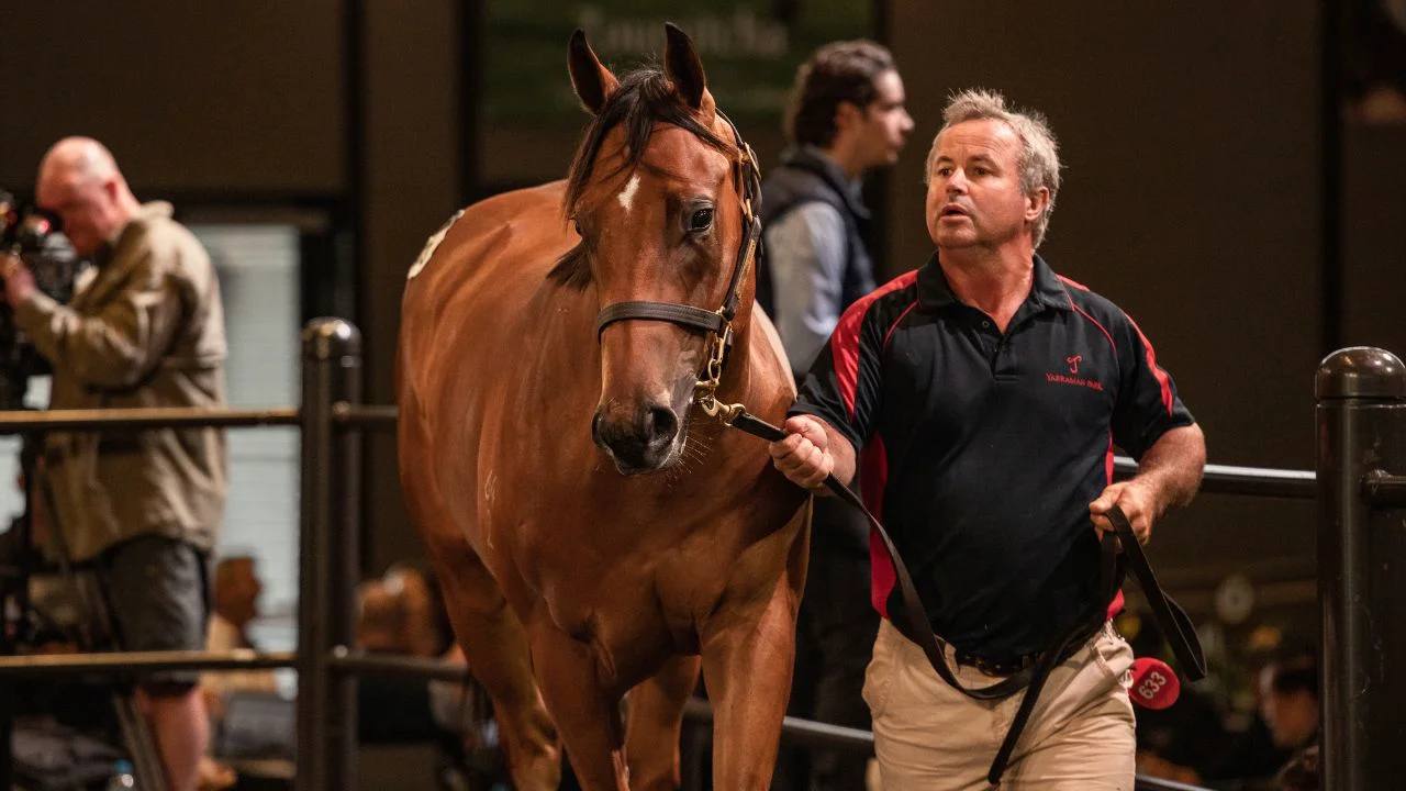 Justin Bahen - Lot 633: 2023 Inglis Classic Yearling Sale Snippet on Vimeo