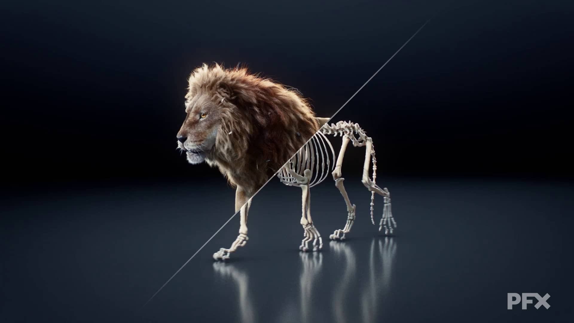 CGI Lion VFX Breakdown on Vimeo