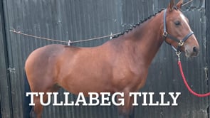 TULLABEG TILLY TIGER - Goresbridge Horse Sales