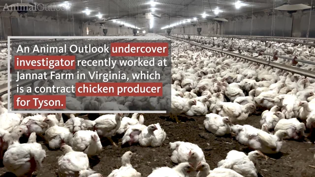 Factory Farm Building Tyson