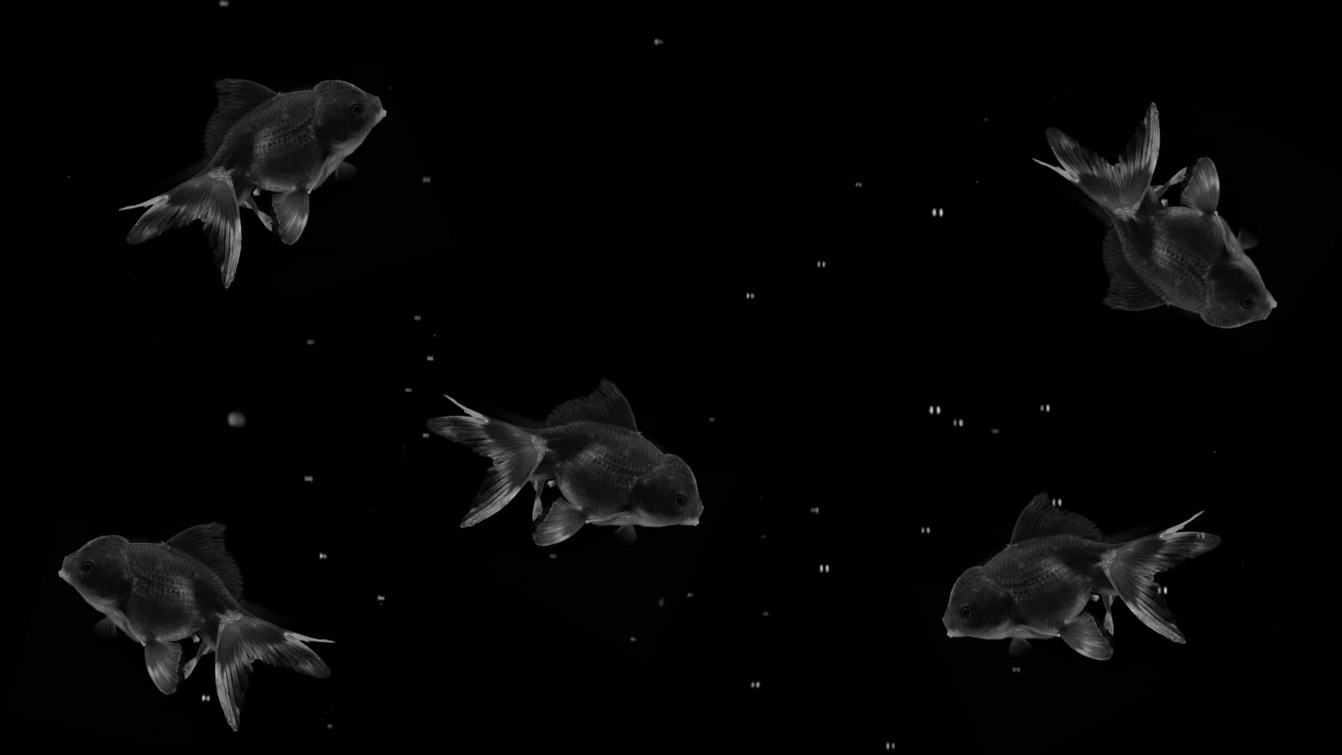 Goldfish.mp4 on Vimeo