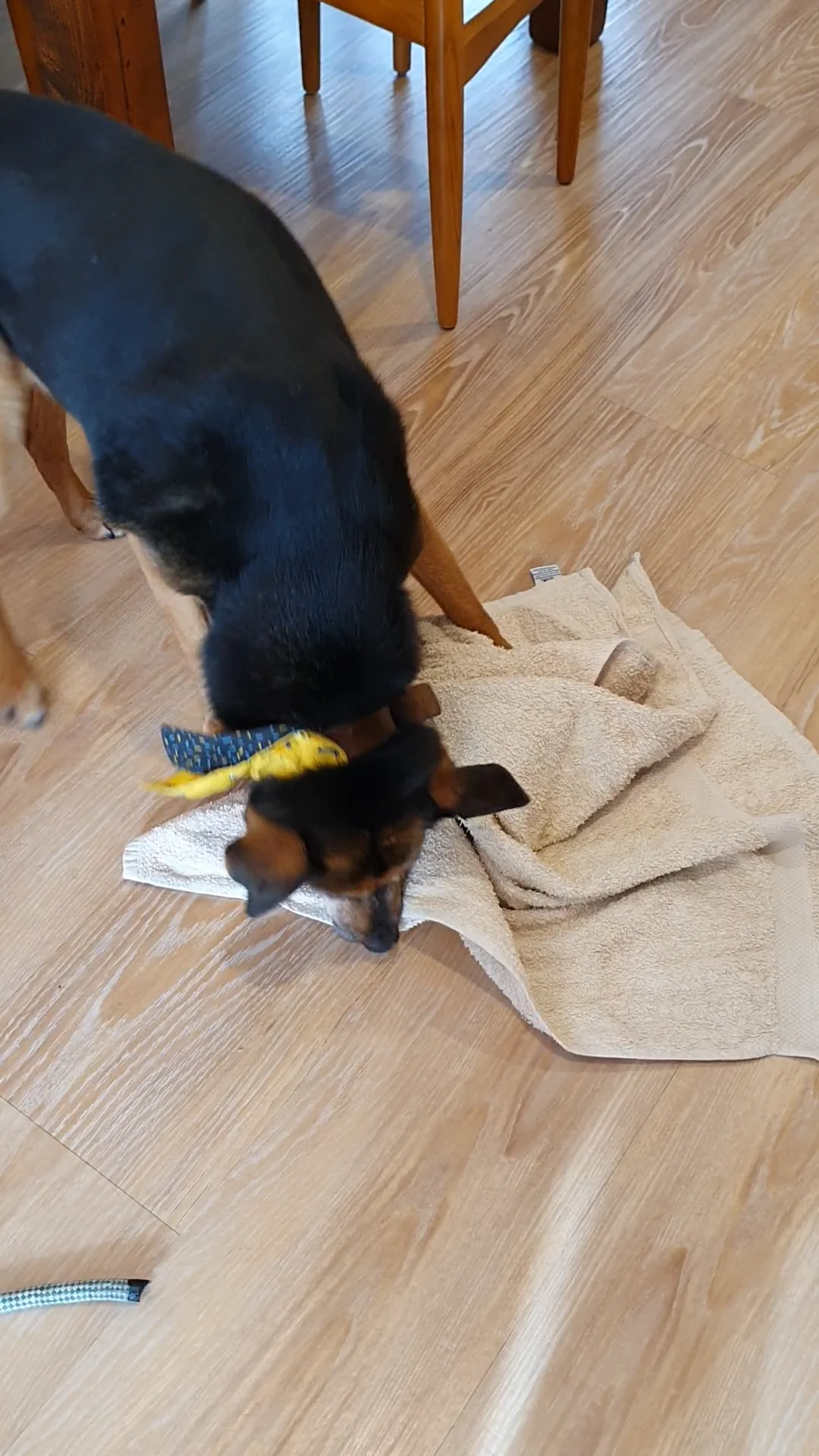 snuffle towel.mp4 on Vimeo