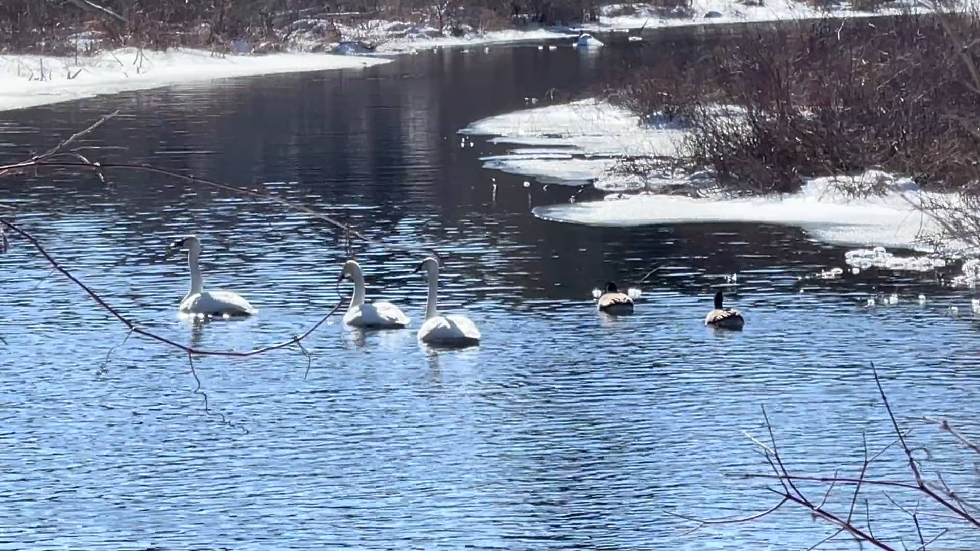 trumpeter swans and Canadian geese on Vimeo