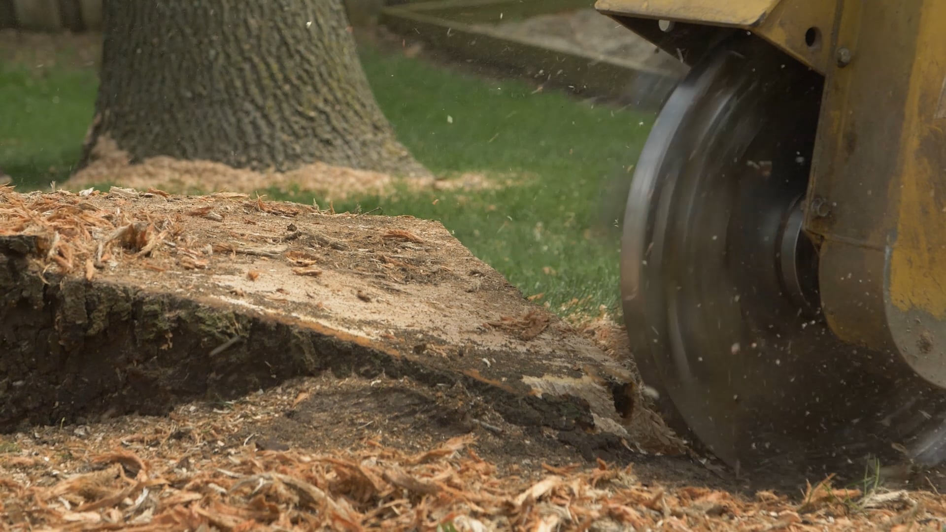 Measuring Stumps | Stump Grizzly