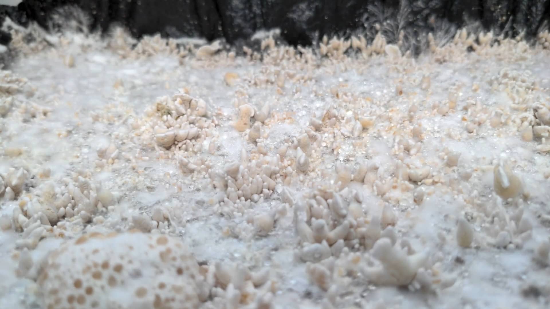 Time Lapse Video of Enigma Cubensis Fruiting on Vimeo