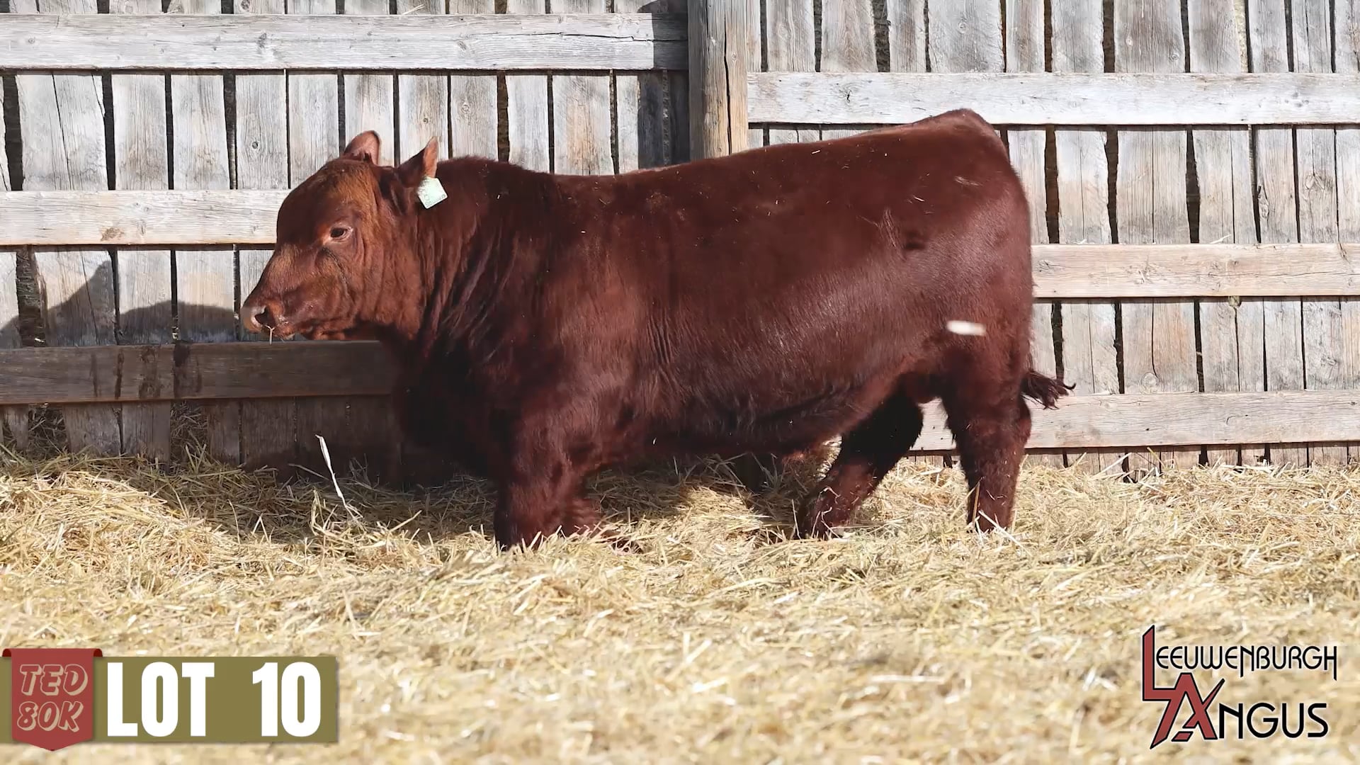 Lot 10-Leeuwenburgh Angus 2023.mp4 on Vimeo