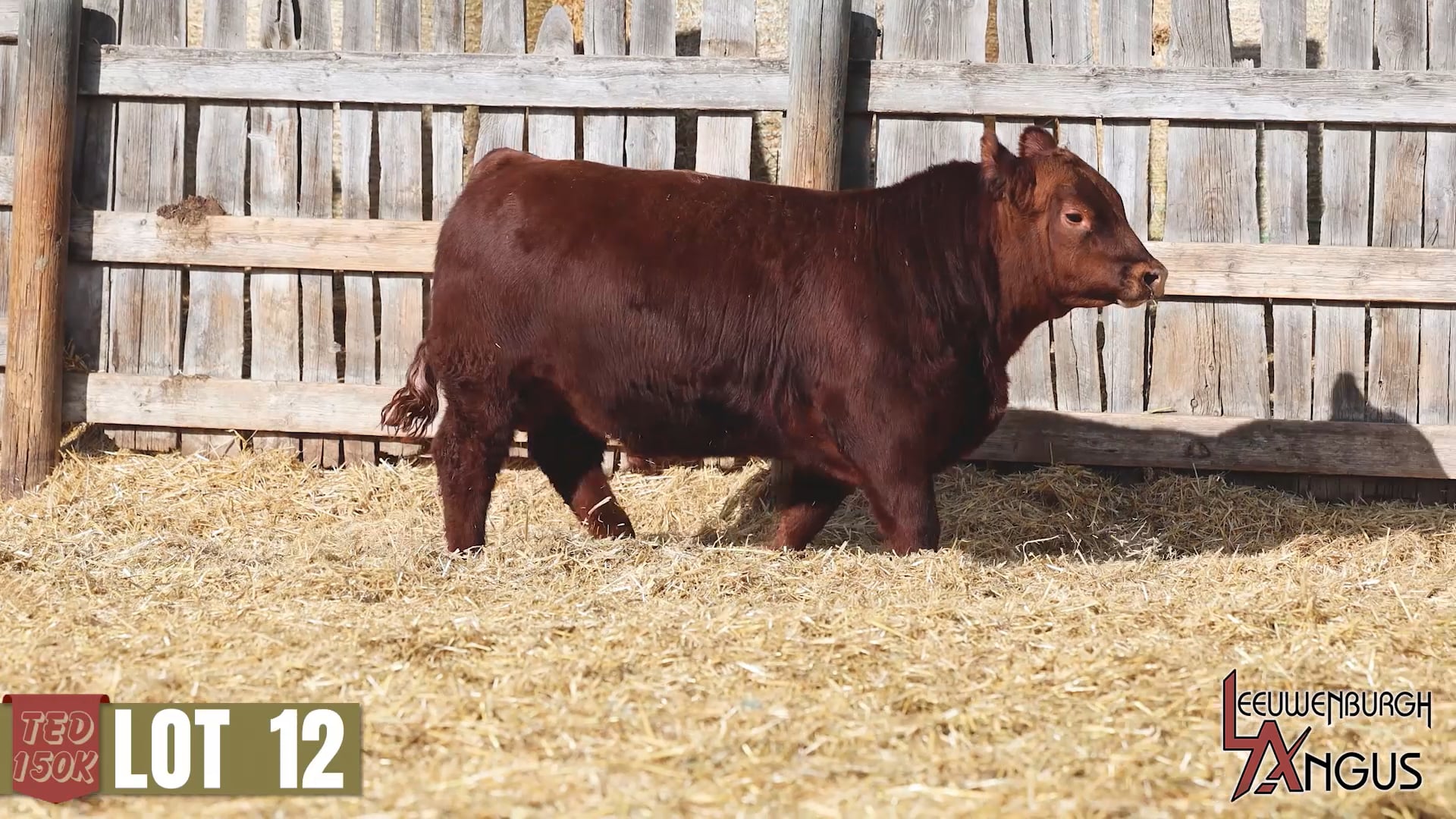 Lot 12-Leeuwenburgh Angus 2023.mp4 on Vimeo