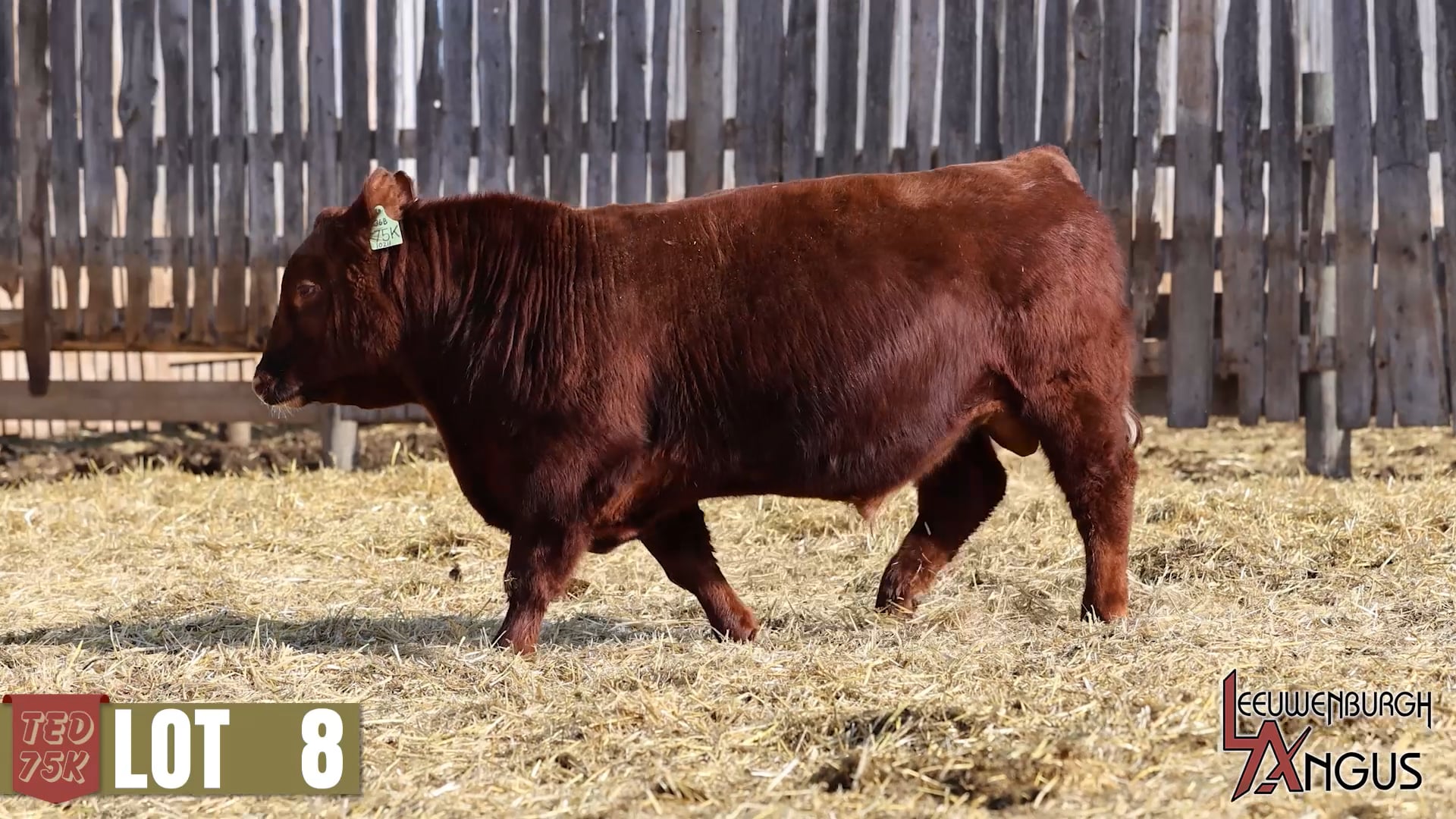 Lot 8-Leeuwenburgh Angus 2023.mp4 on Vimeo