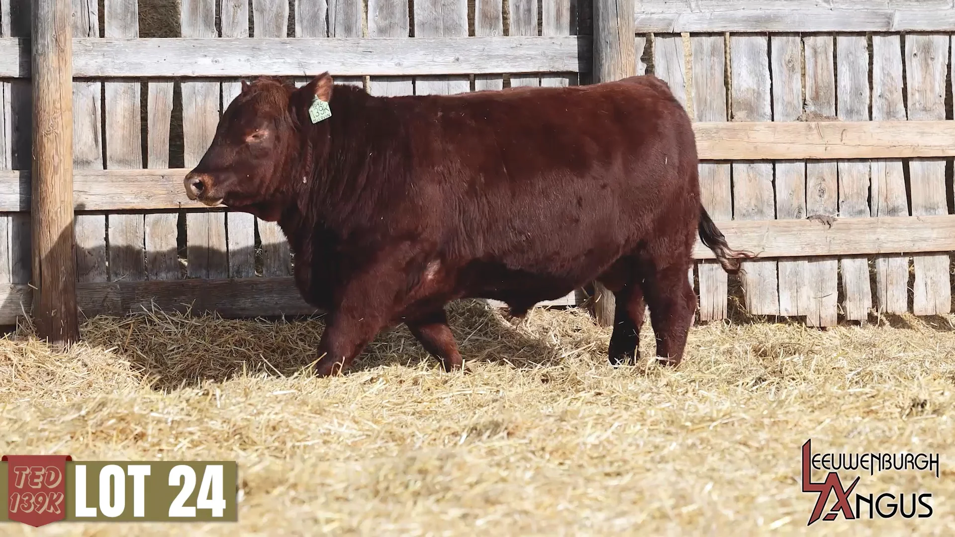 Lot 24-Leeuwenburgh Angus 2023.mp4 on Vimeo