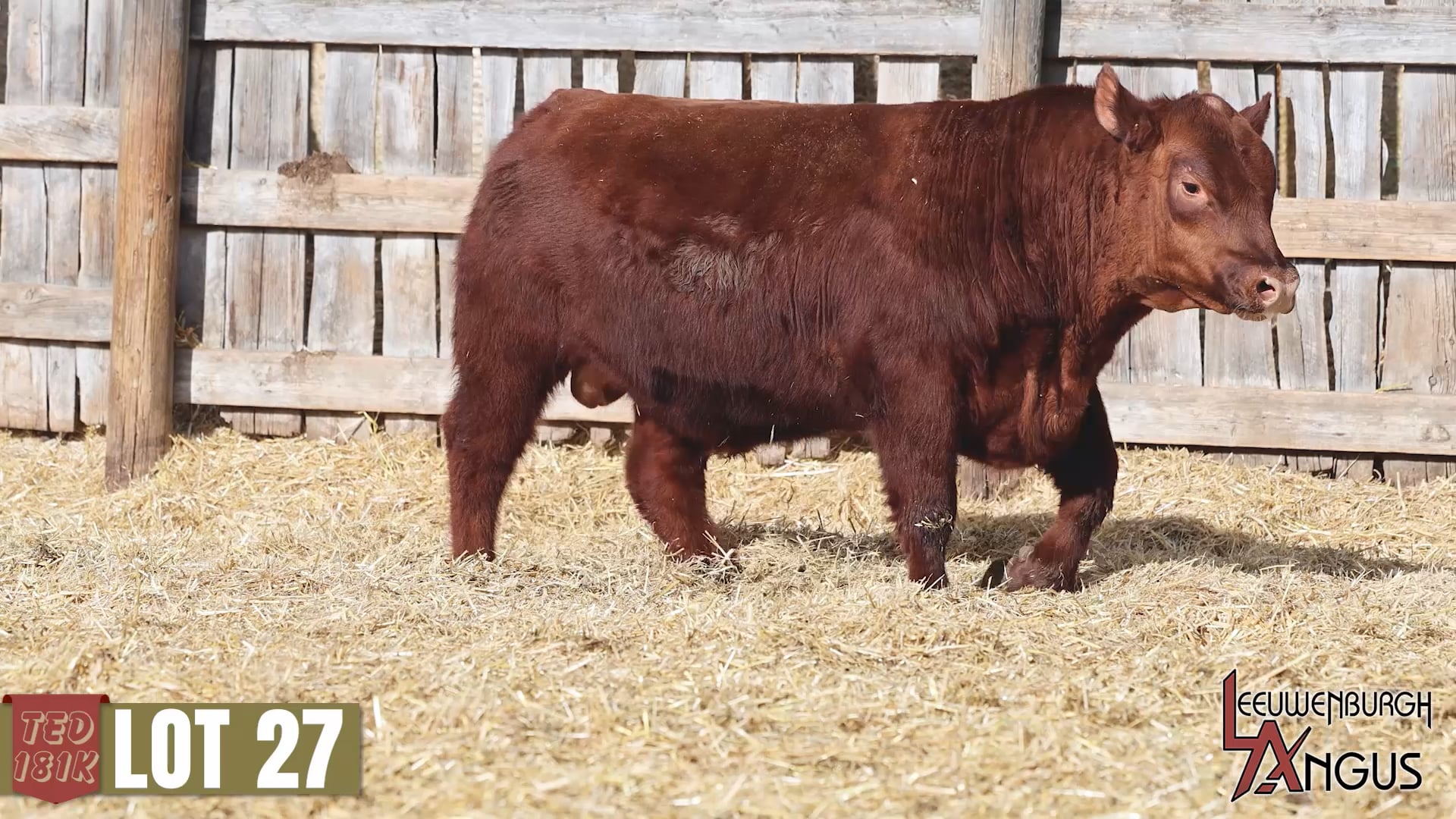 Lot 27-Leeuwenburgh Angus 2023.mp4 on Vimeo