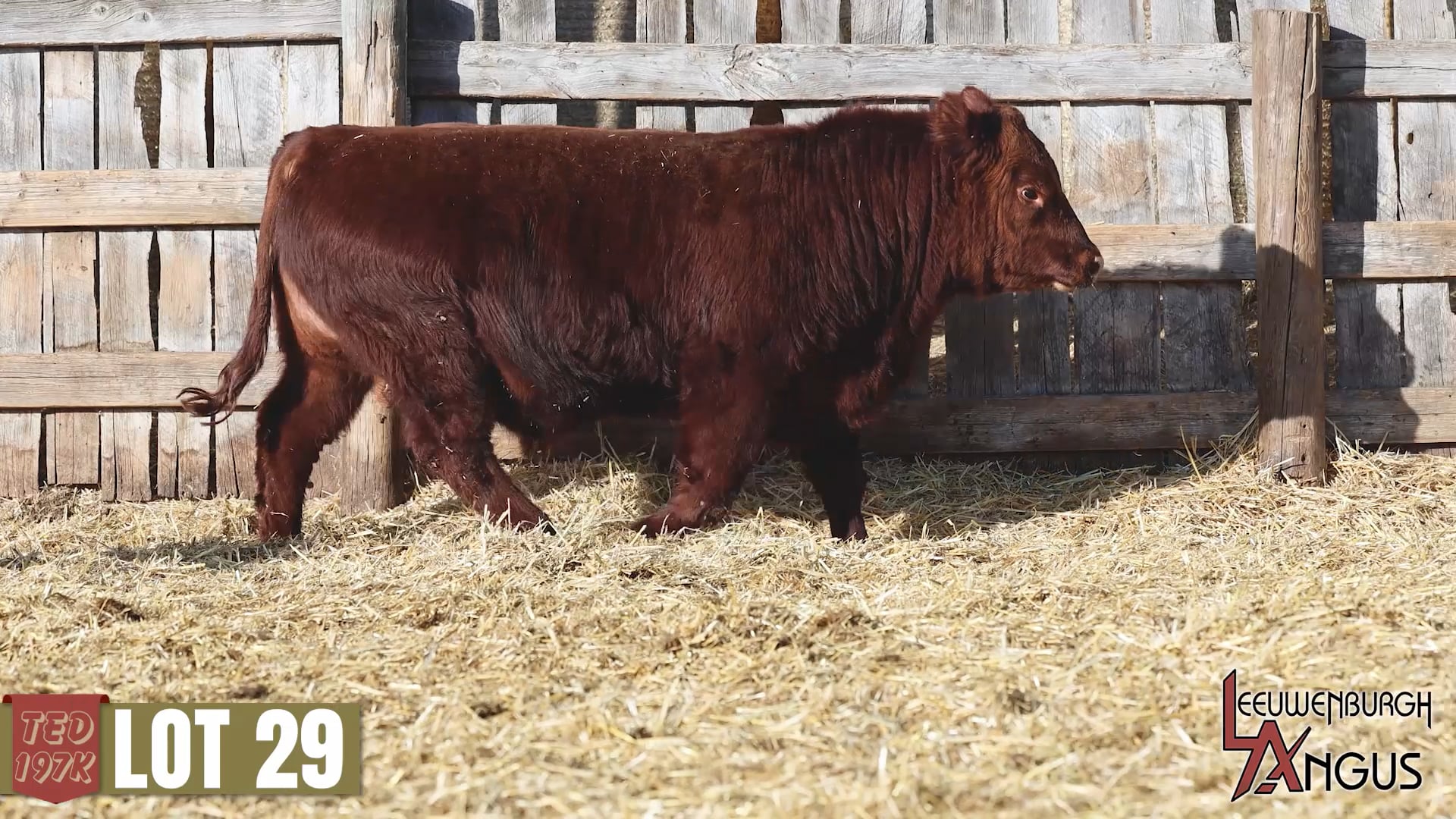 Lot 29-Leeuwenburgh Angus 2023.mp4 on Vimeo