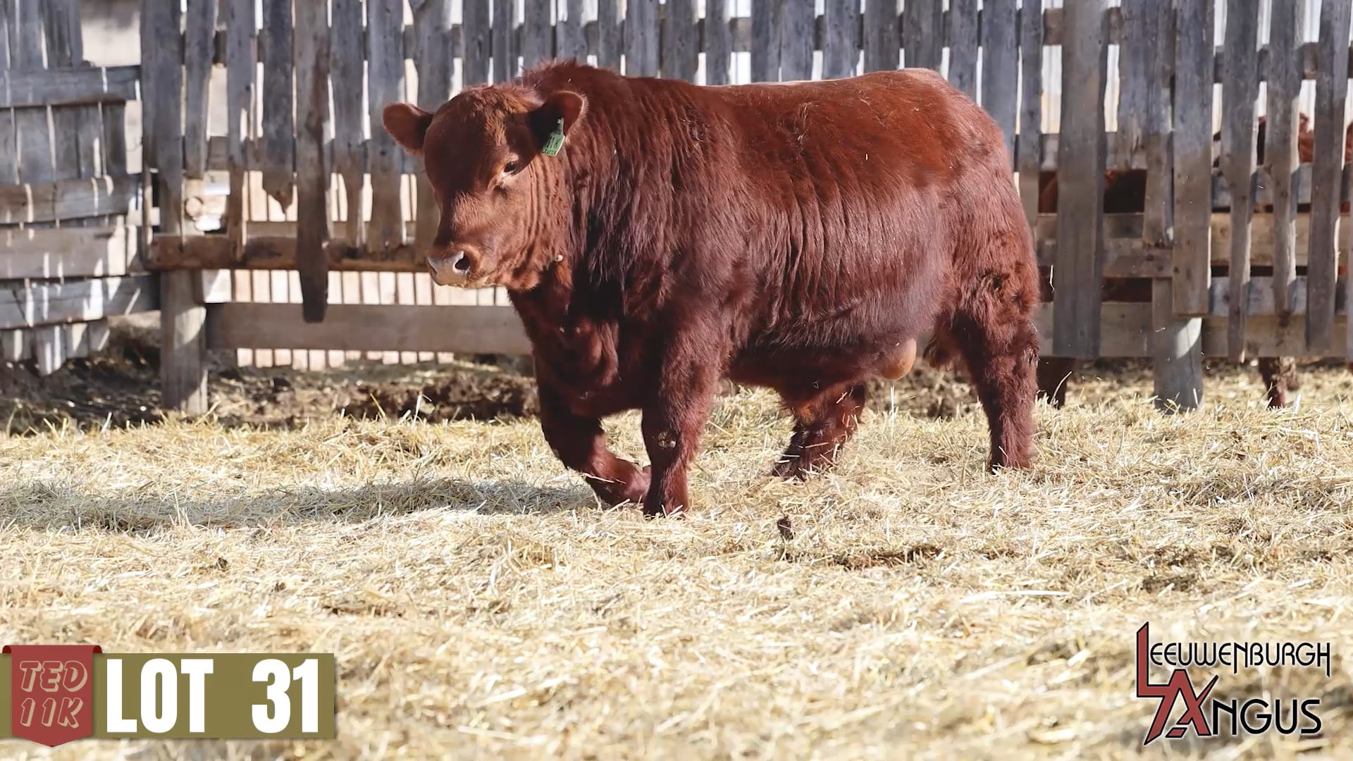 Lot 31-Leeuwenburgh Angus 2023.mp4 on Vimeo