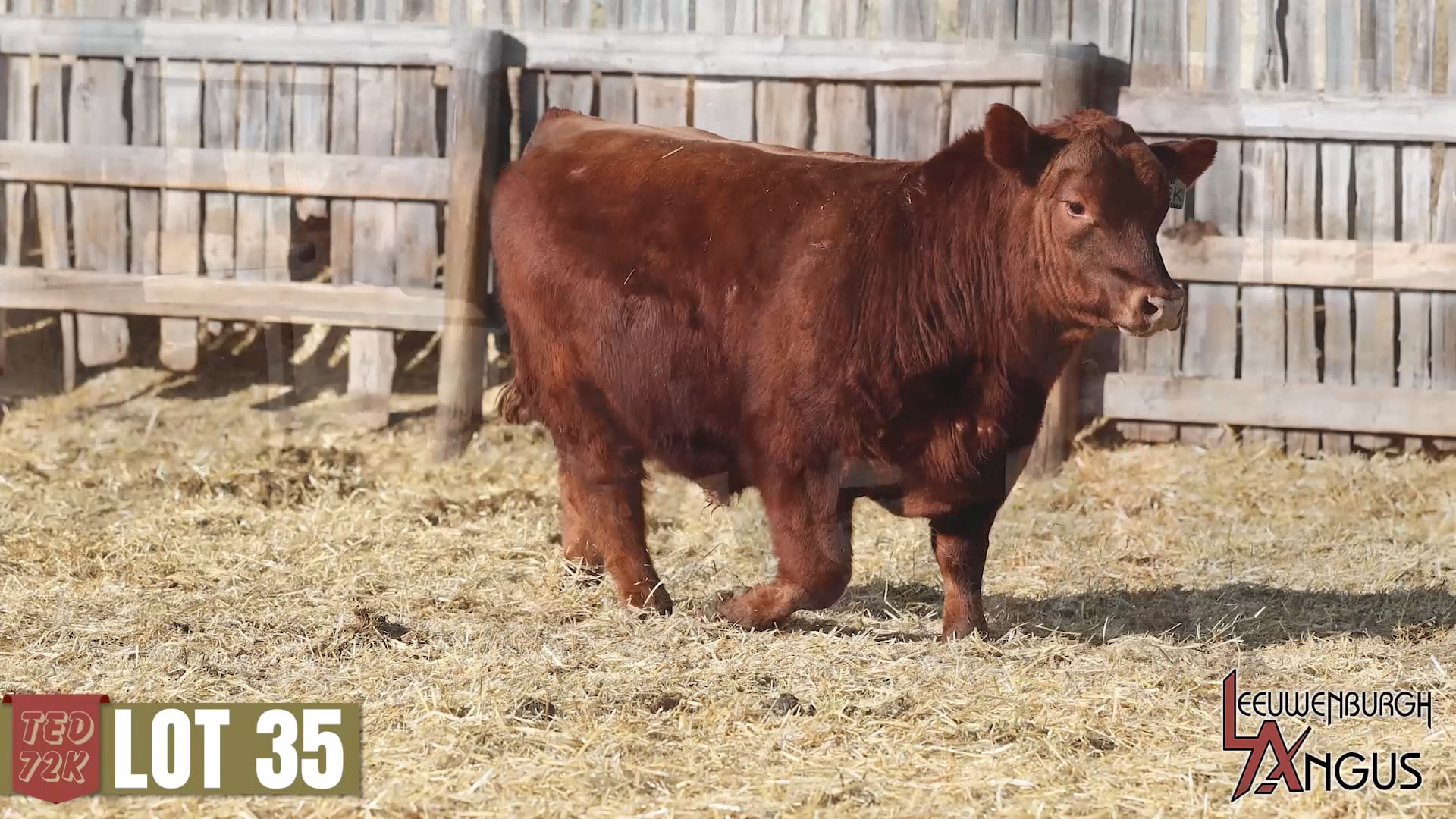 Lot 35-Leeuwenburgh Angus 2023.mp4 on Vimeo