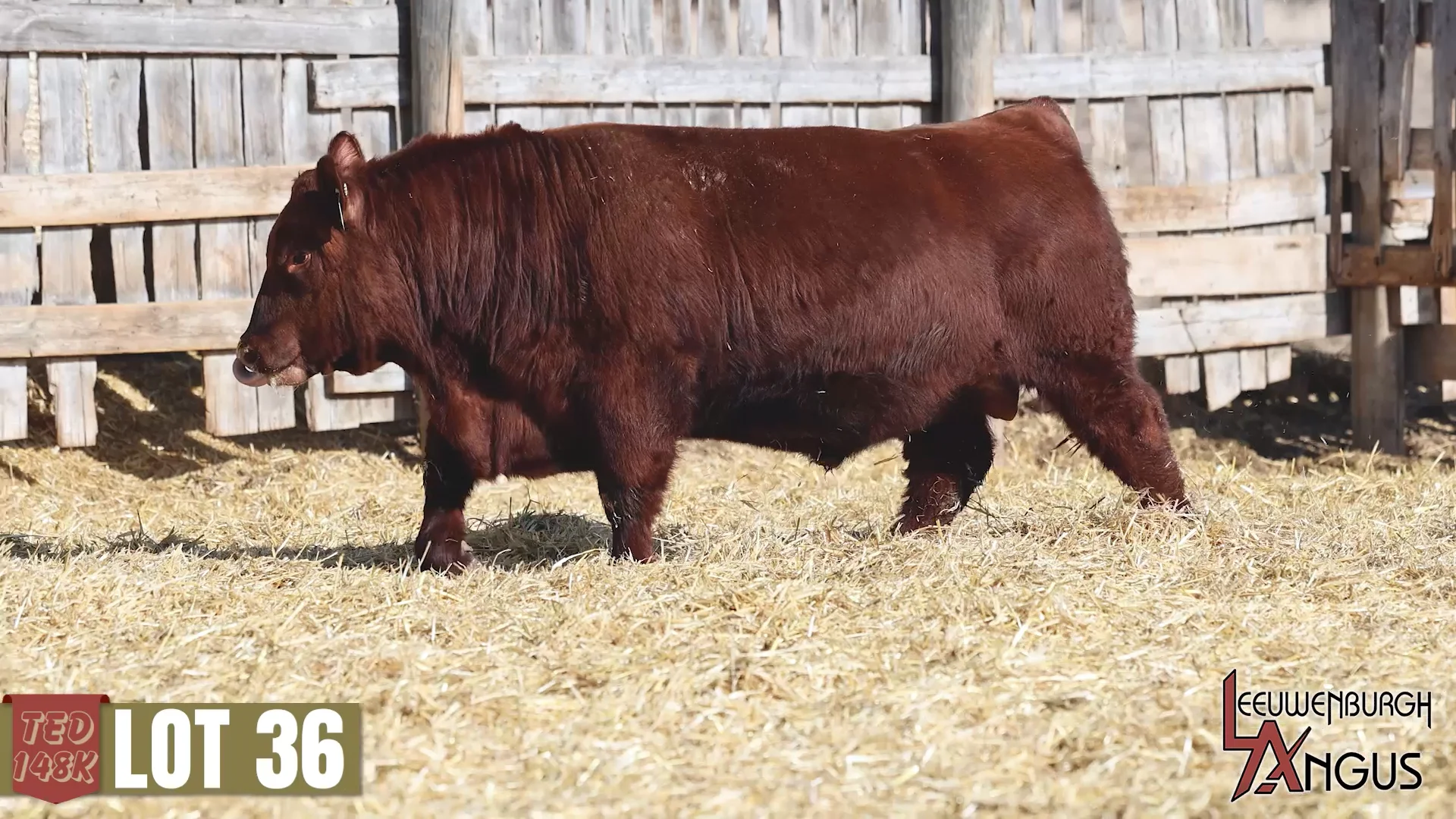 Lot 36-Leeuwenburgh Angus 2023.mp4 on Vimeo