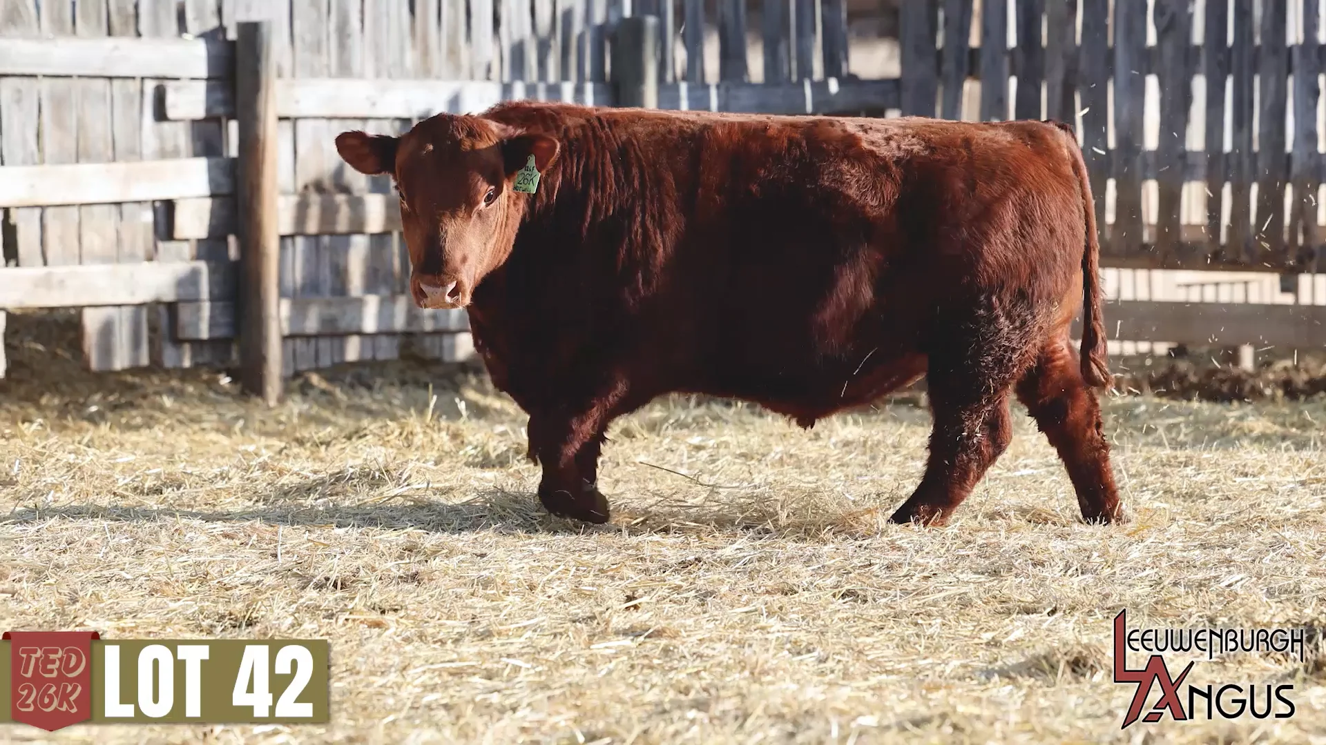 Lot 42-Leeuwenburgh Angus 2023.mp4 on Vimeo