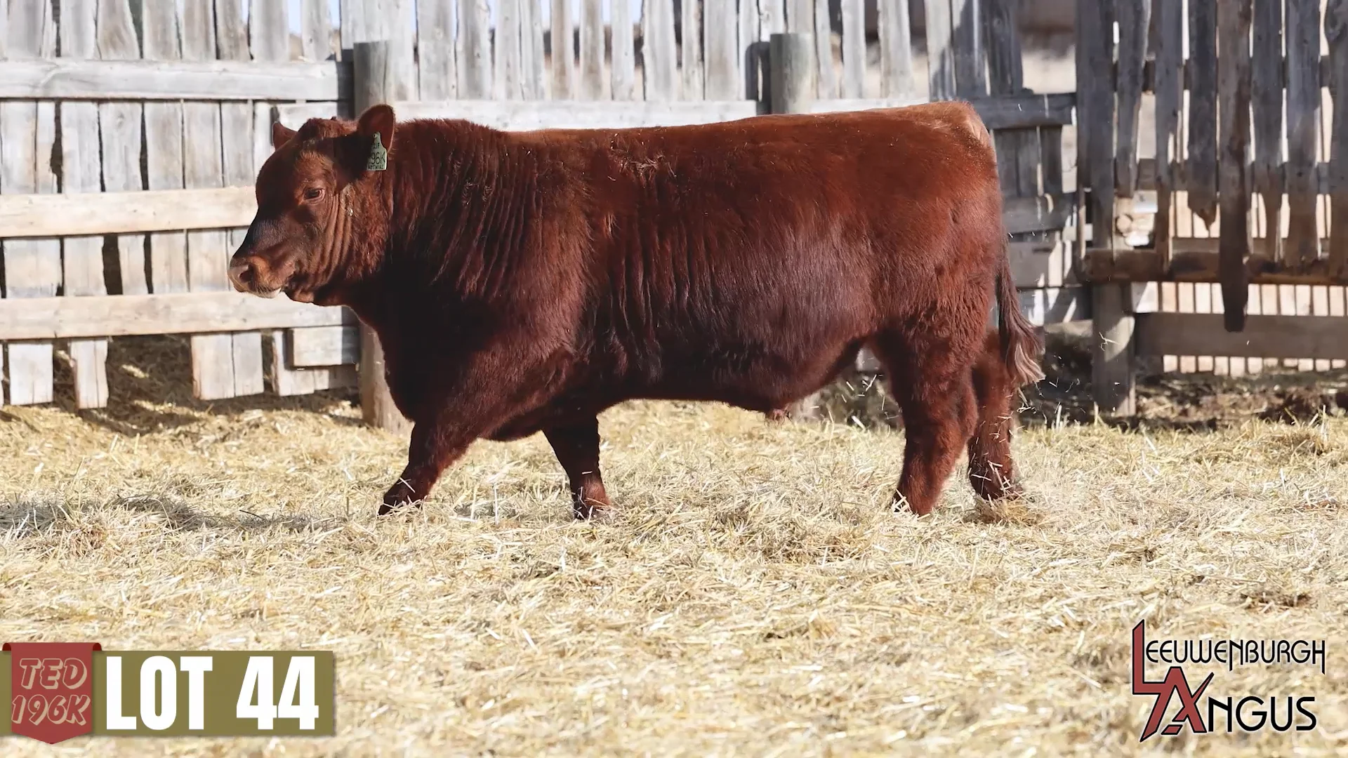 Lot 44-Leeuwenburgh Angus 2023.mp4 on Vimeo