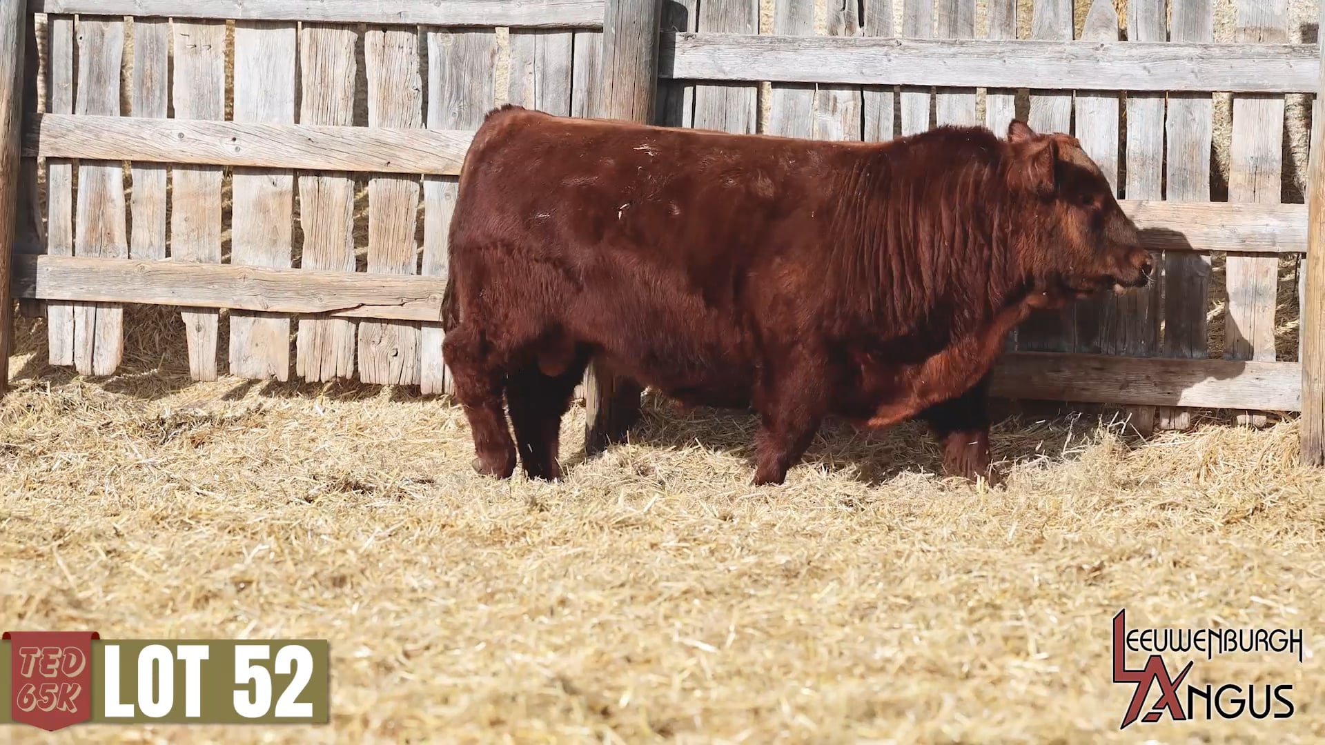Lot 52-Leeuwenburgh Angus 2023.mp4 on Vimeo