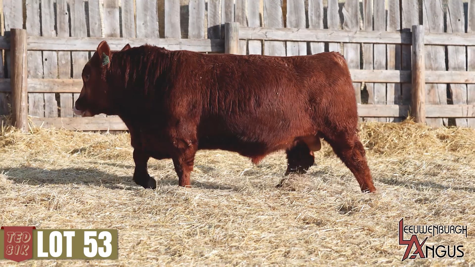 Lot 53-Leeuwenburgh Angus 2023.mp4 on Vimeo
